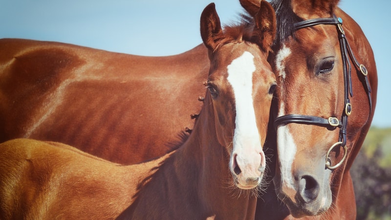 Horse, Farm & Business Insurance | Equine Ins. Specialists