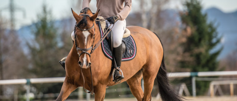 Equine Insurance Specialists – Insuring horses and their people since 1992.